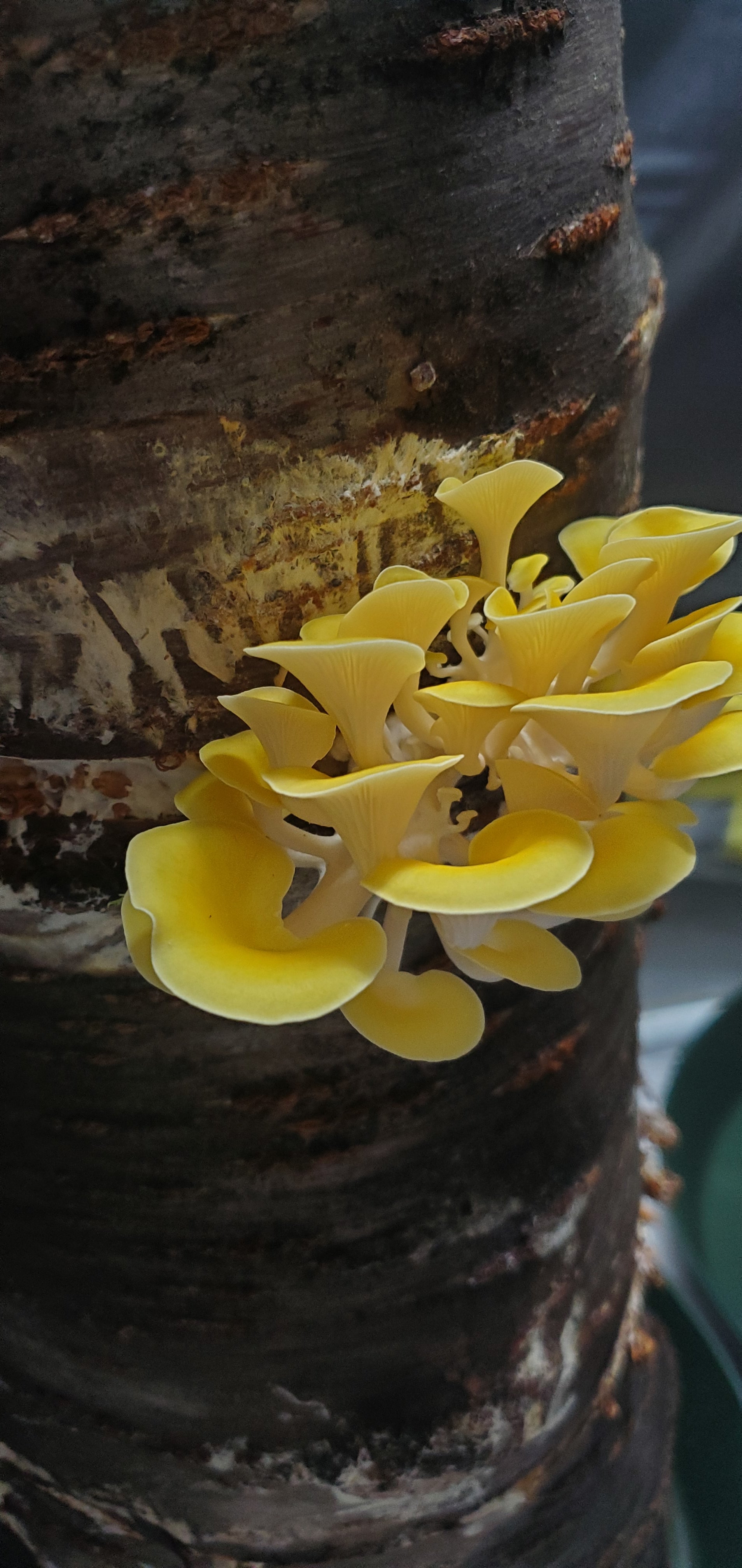 Terrarium & Vivarium Mushroom Habitat Kits | Forest Organics | Forest ...