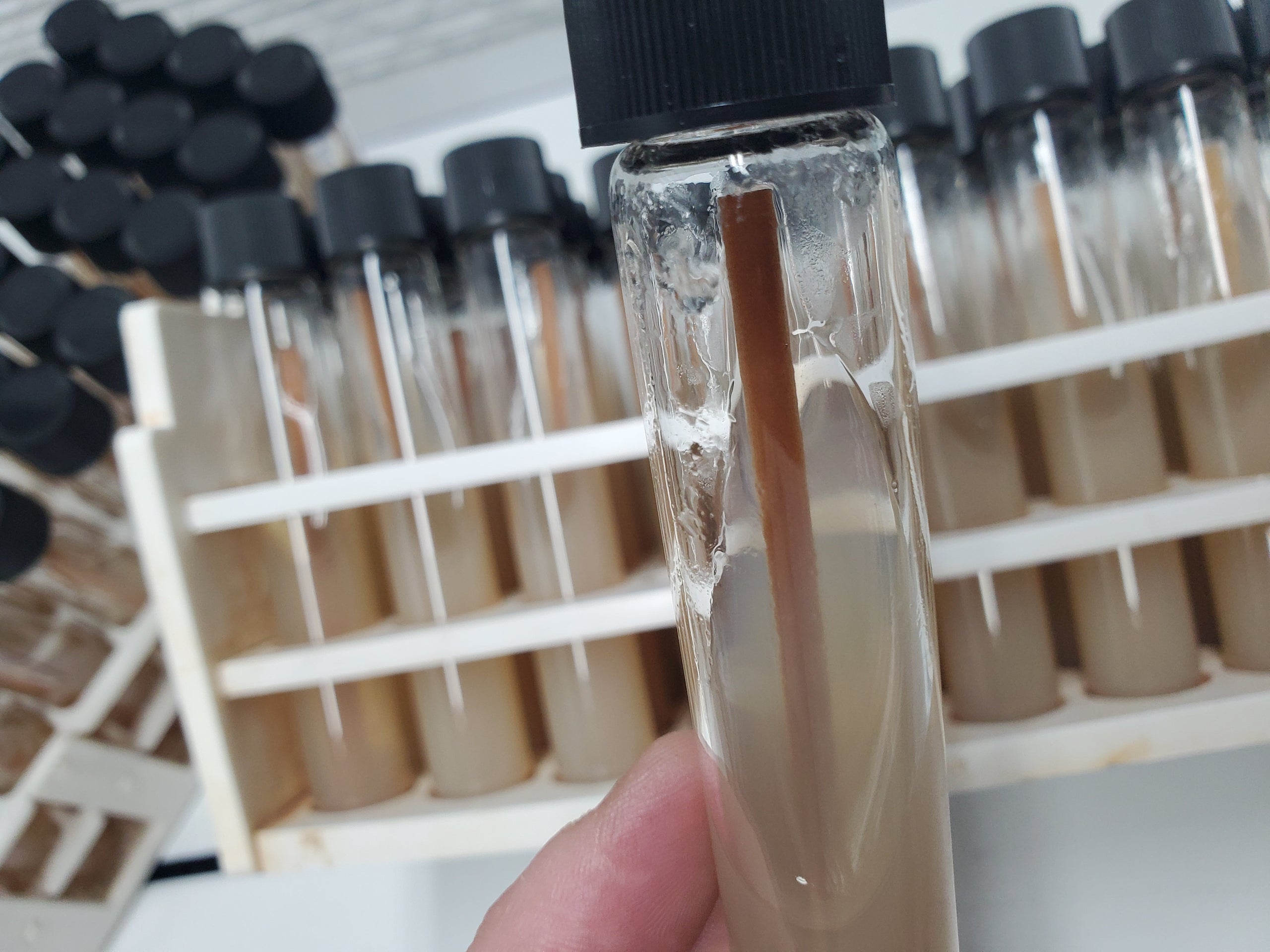 Pre-Poured (MYA) Malt Yeast Agar commercial Test Tube Slants for ...